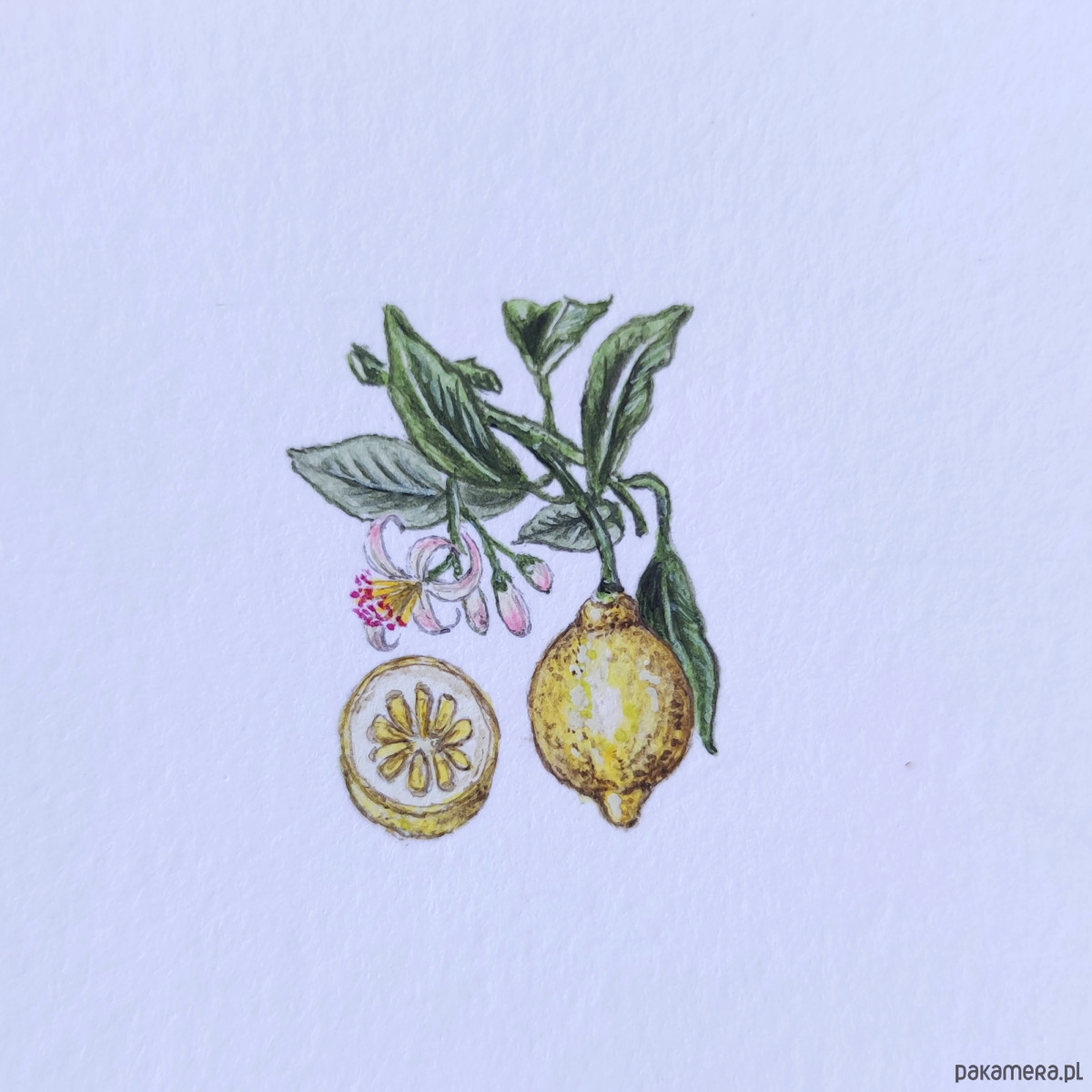 Cytryny, Miniatura ilustracja botaniczna - Pakamera.pl