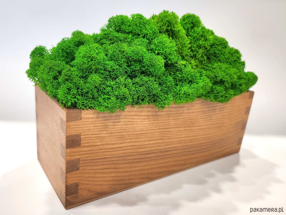 Mech w doniczce drewnianej 22x8x8 cm dowolny kolor - Pakamera.pl