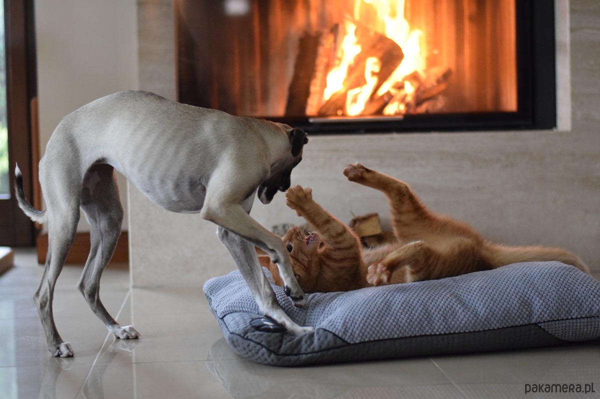 Legowisko FRIDA 100cm/80cm szare pikowane 2375396 - Pakamera.pl