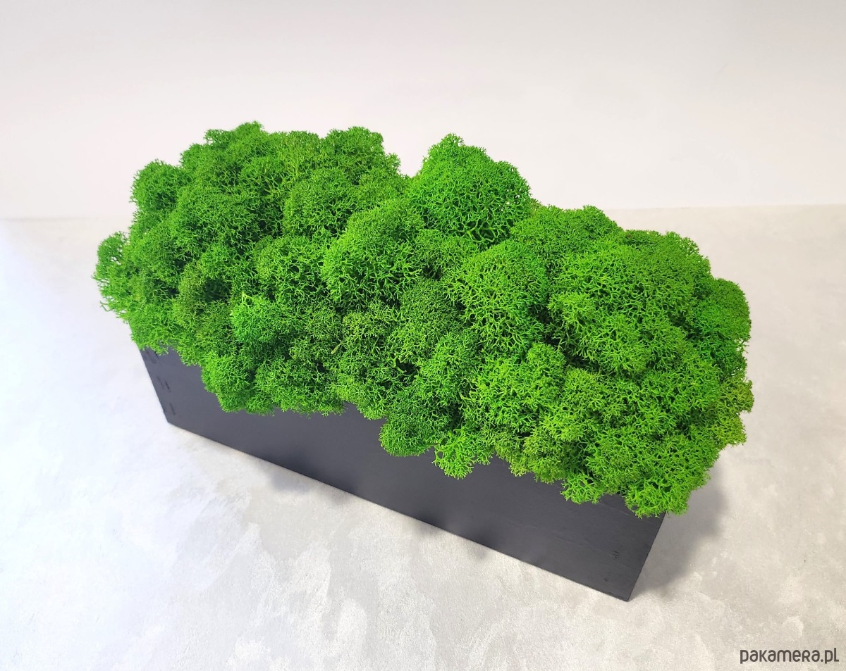 Mech w doniczce drewnianej 22x8x8 cm dowolny kolor - Pakamera.pl