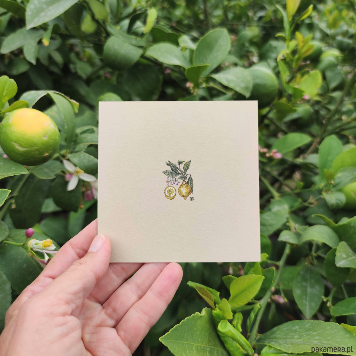 Cytryny, Miniatura ilustracja botaniczna - Pakamera.pl